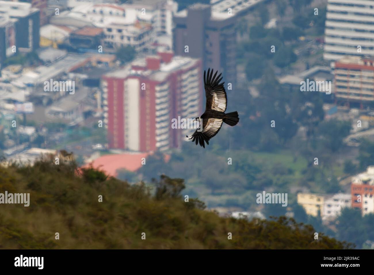 Andean Condor - Vultur gryphus South American bird of prey family ...