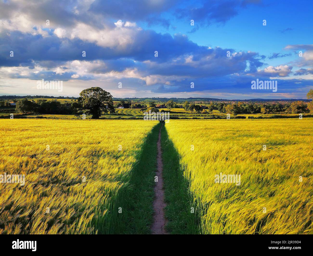 A scenic view of a path through a corn field under blue sky on a windy ...