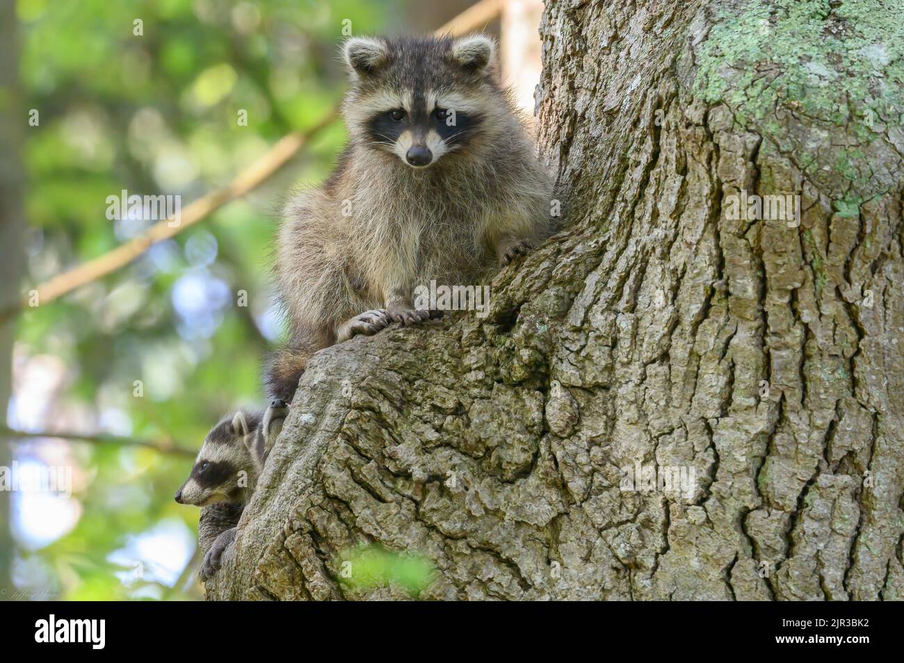 A cute sad Raccoon sitting on tree rough trunk with blur background ...