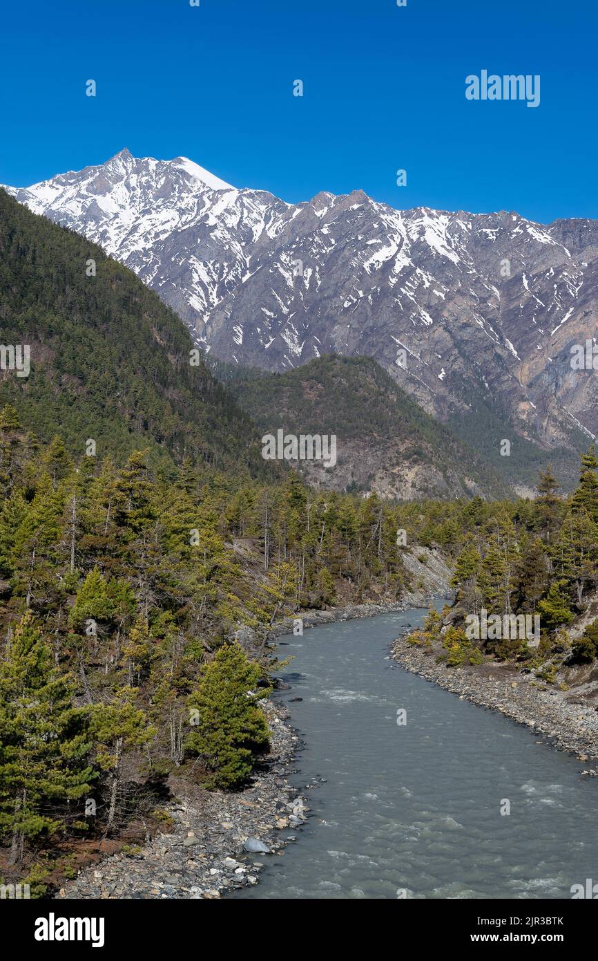 A vertical shot of channel water between trees under, Annapurna circuit ...