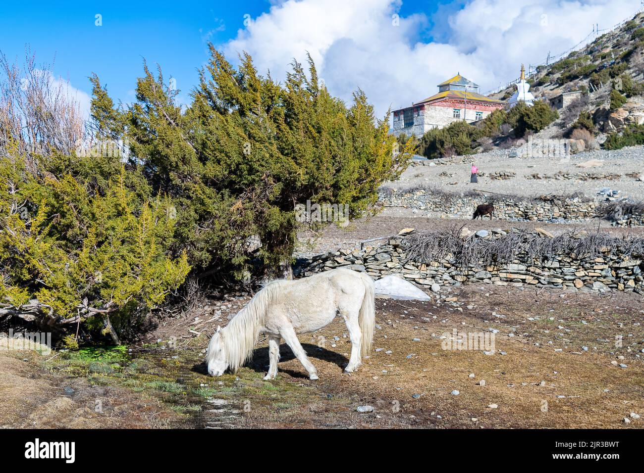 Pindos pony hi-res stock photography and images - Alamy