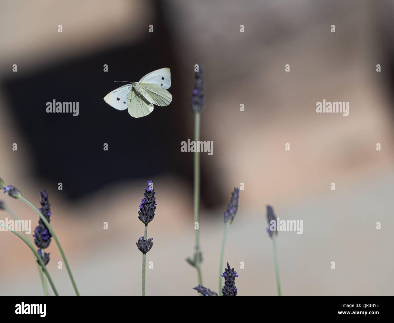 Cabbage white butterfly flying hi-res stock photography and images - Alamy