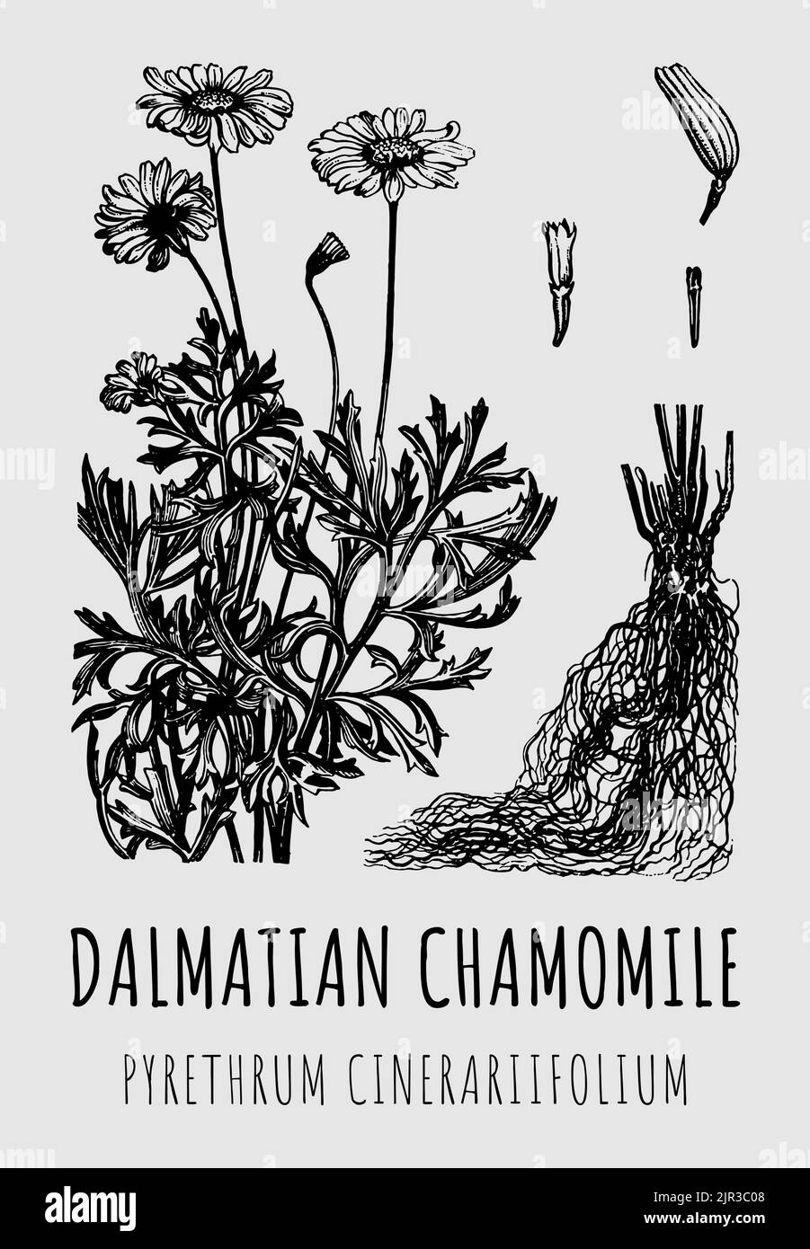 Hand drawn pharmaceutical dalmatian chamomile PYRETHRUM CINERARIIFOLIUM ...