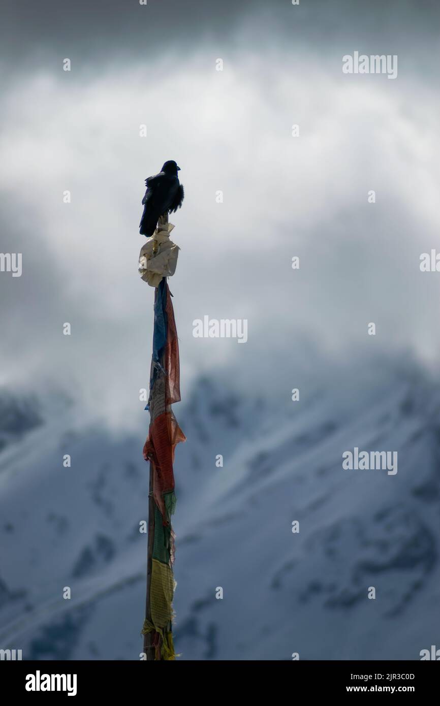 A crow on a colorful pole with snowy Annapurna circuit trek, Nepal ...