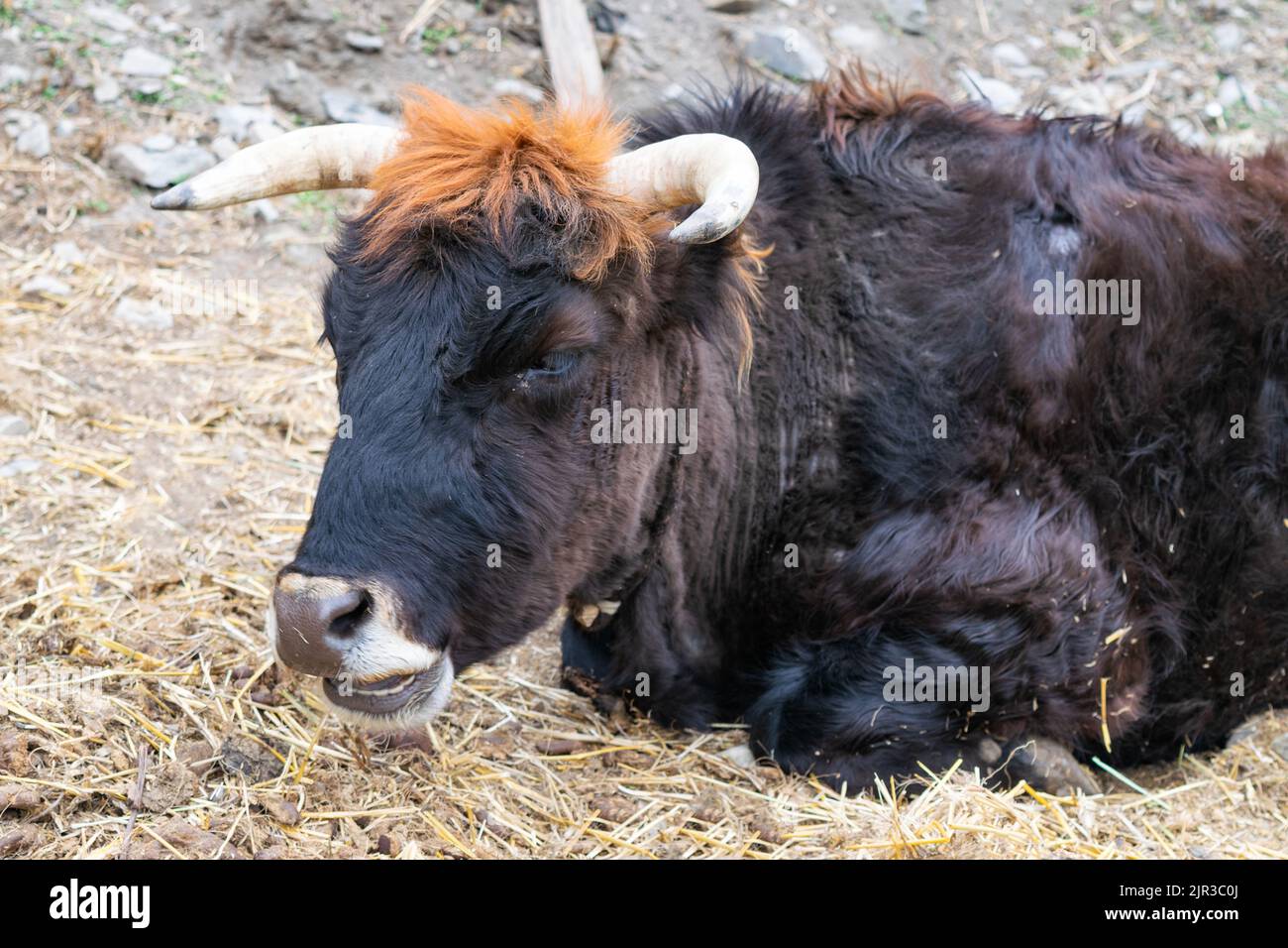 A closeup shot of a Heck cattle cow sitting on the brown grass ground ...