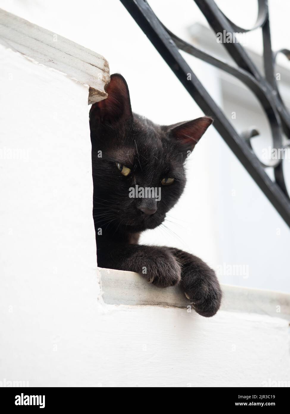 Cute black cat with paws hanging over steps in Hydra, Greece Stock ...