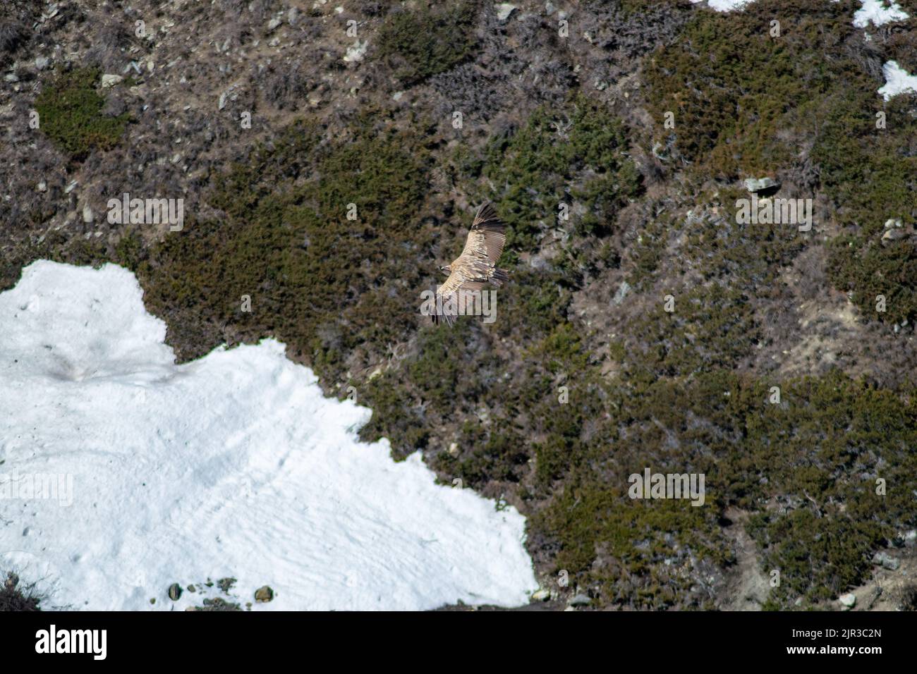 A beautiful shot of a himalayan eagle flying over mountains Stock Photo ...