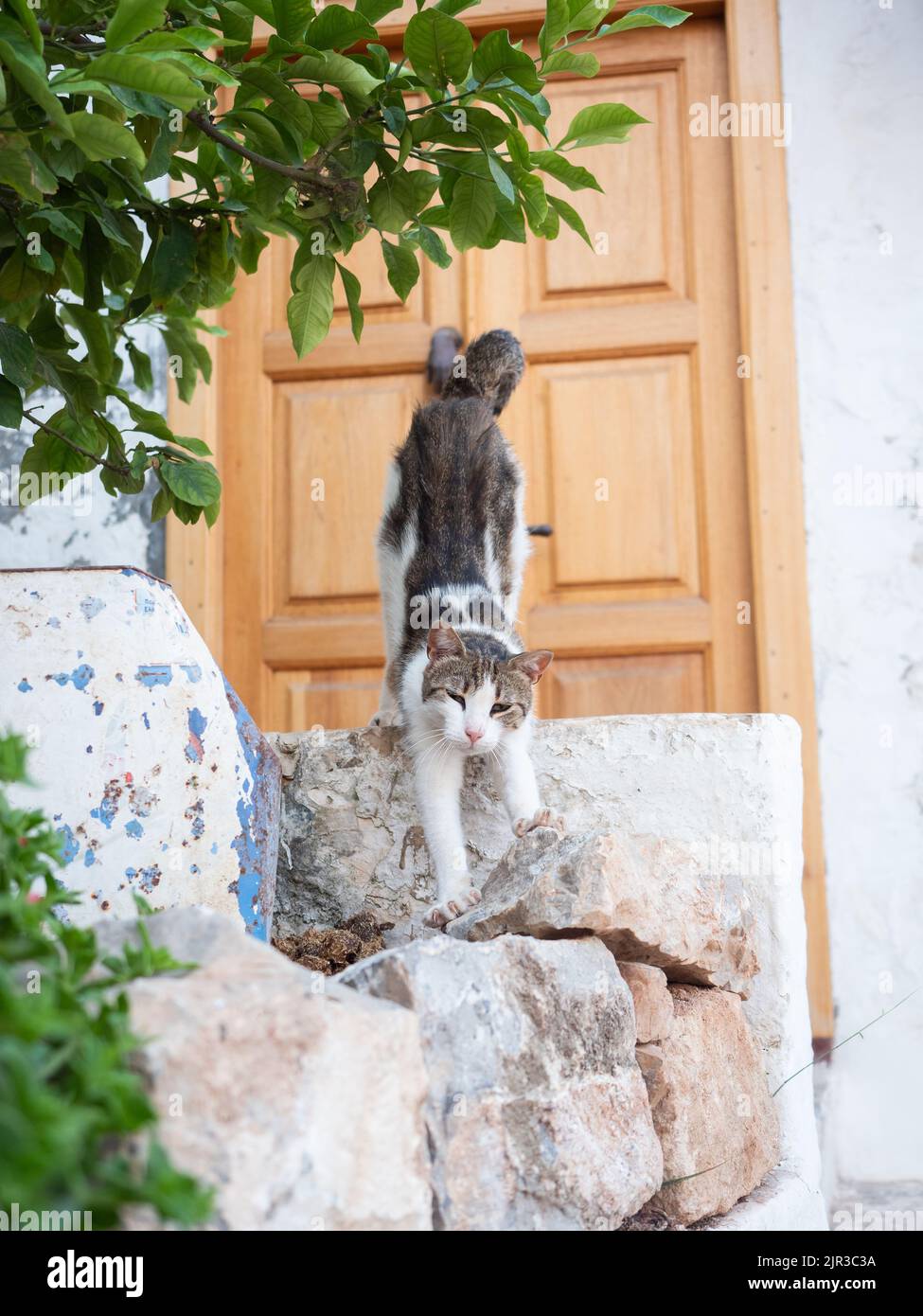 Friendly tabby and white cat stretching on Hydra Greek island Stock ...