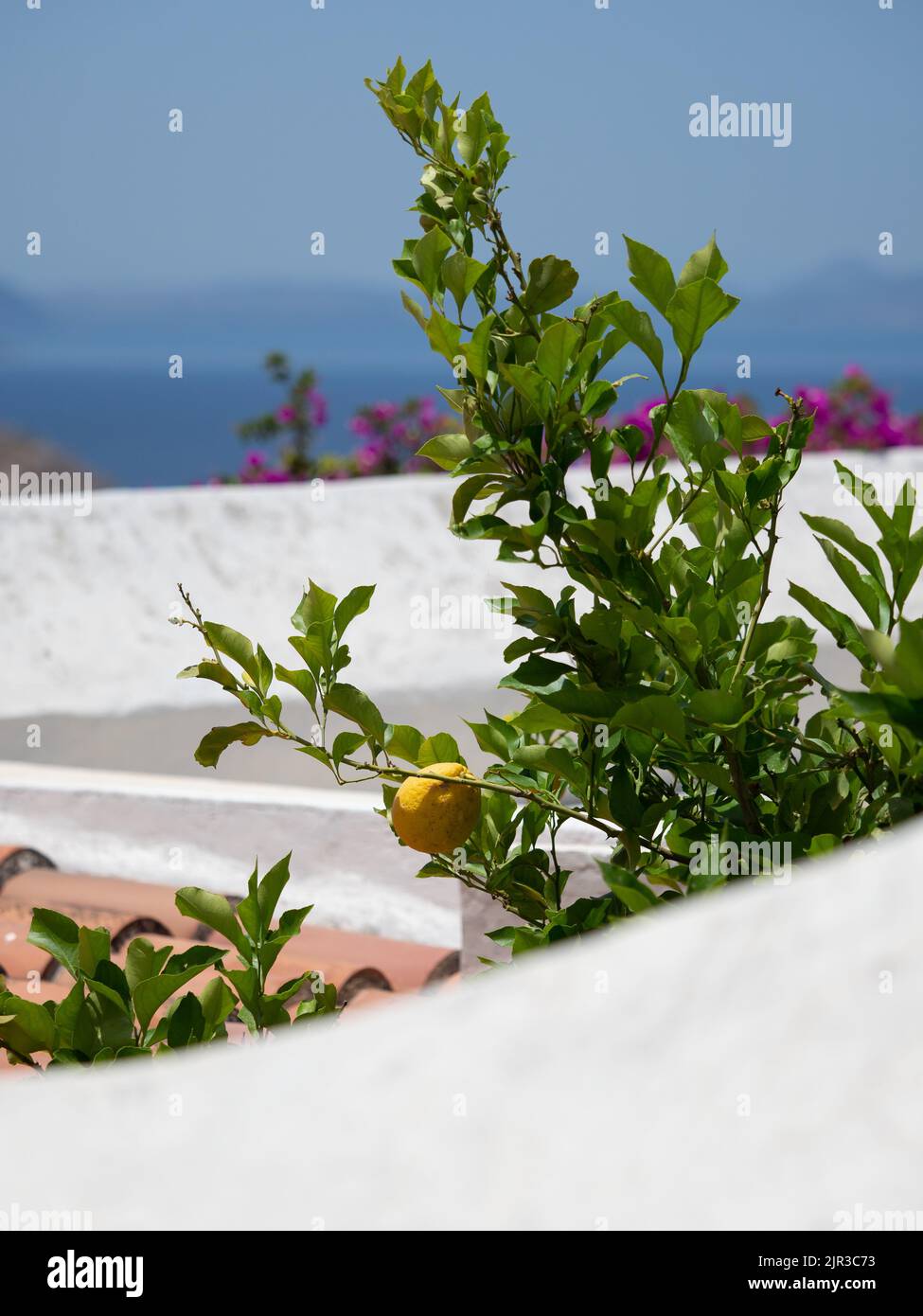 A lemon tree at a Greek villa on Hydra island with a terracotta roof in ...