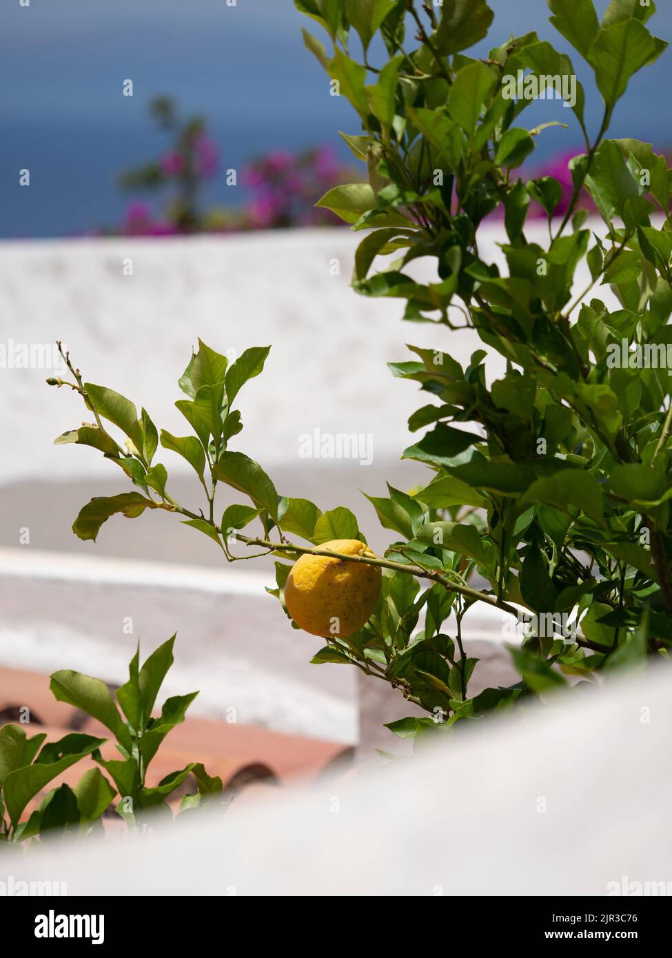 A lemon tree at a Greek villa on Hydra island with a terracotta roof in ...