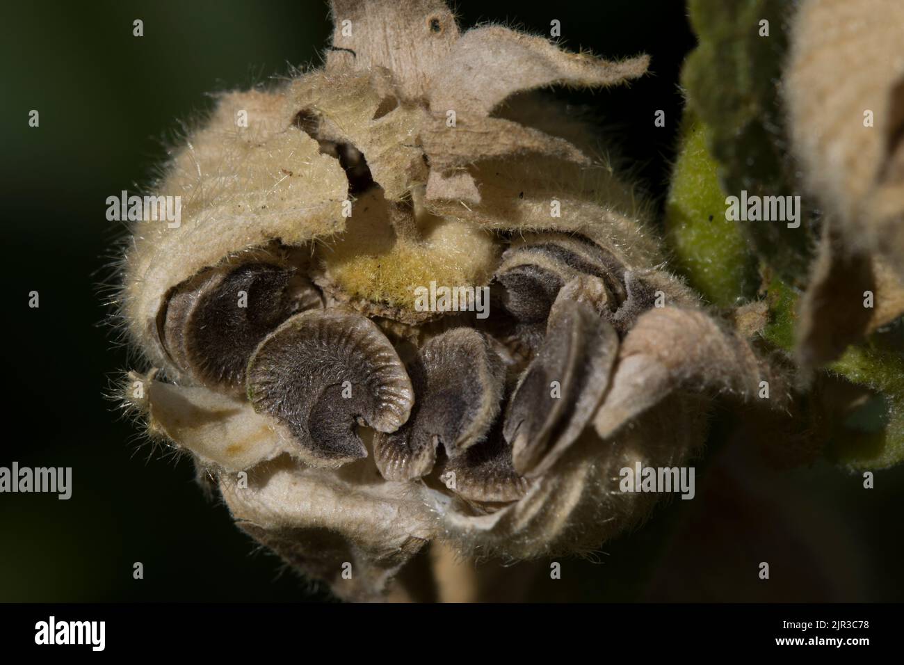 Hollyhock Alcea Seed Pod Stock Photo - Alamy