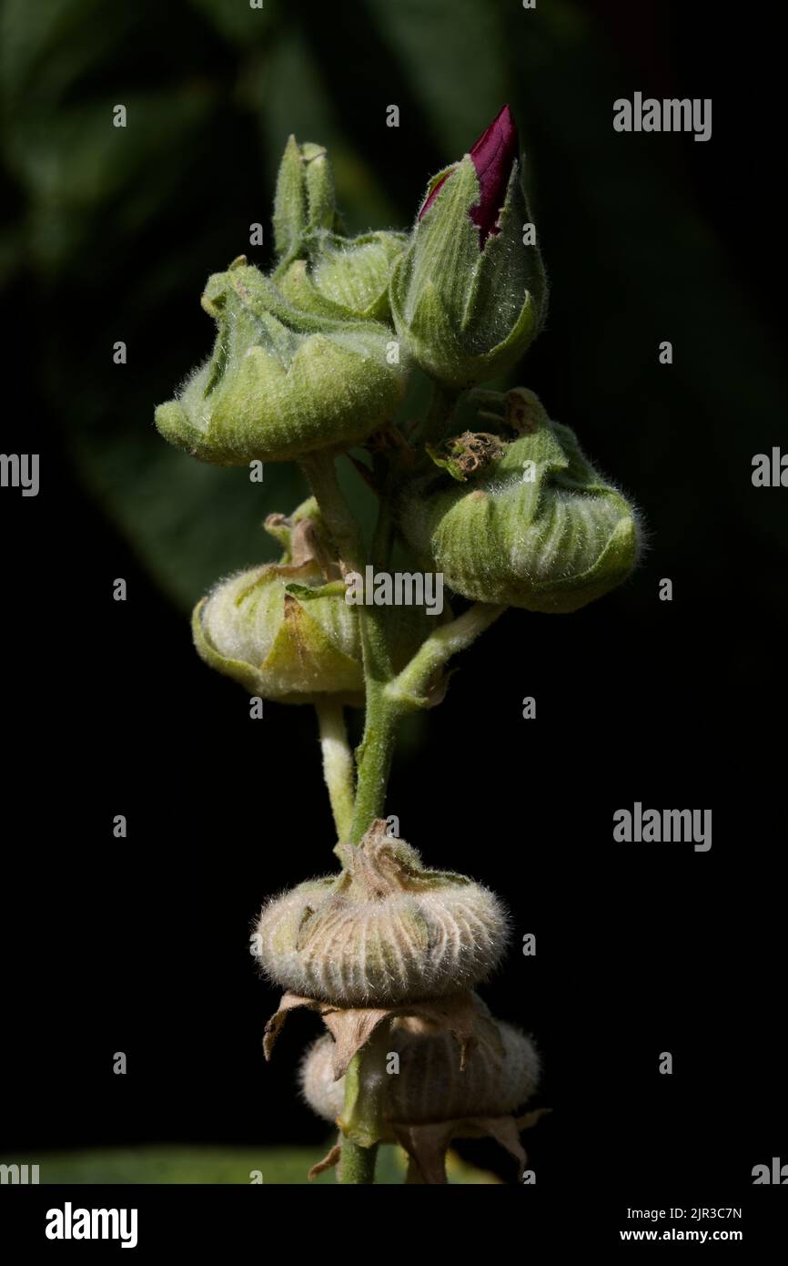 Hollyhock Alcea Seed Pod Stock Photo - Alamy