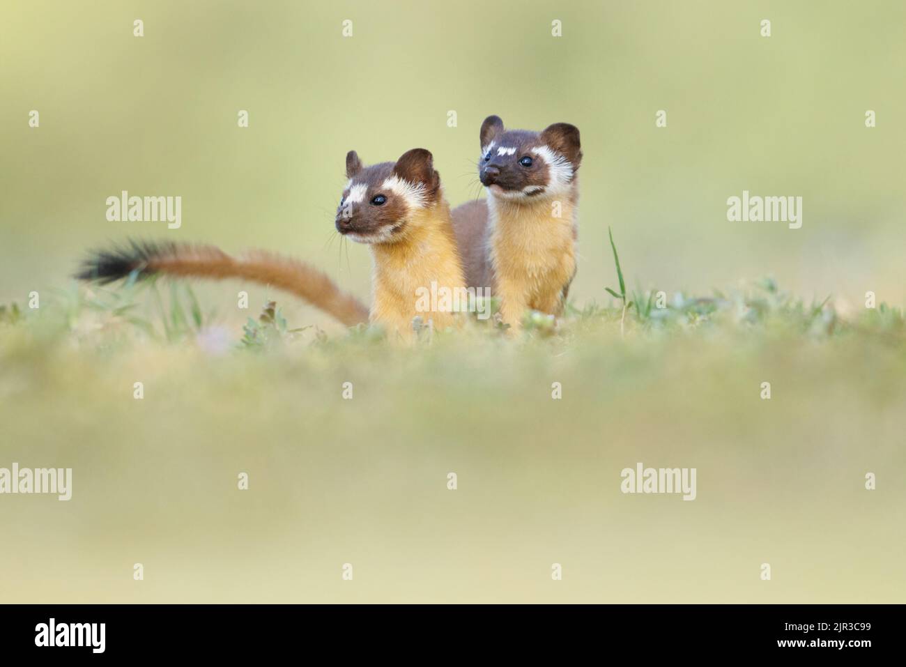 Two cute startled Long-Tailed Weasels outdoors with blurred background ...