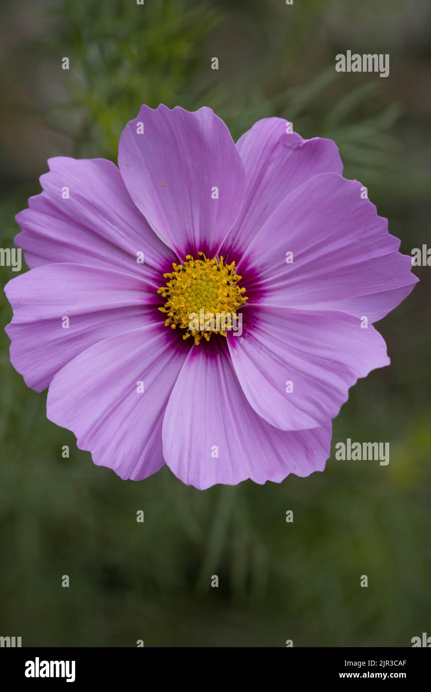Pink Cosmos Daisy Stock Photo - Alamy
