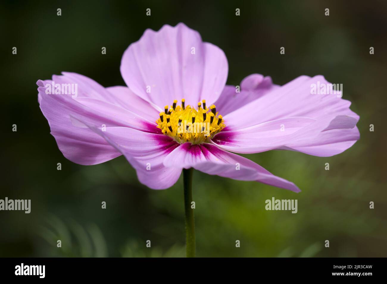 Pink Cosmos Daisy Stock Photo - Alamy