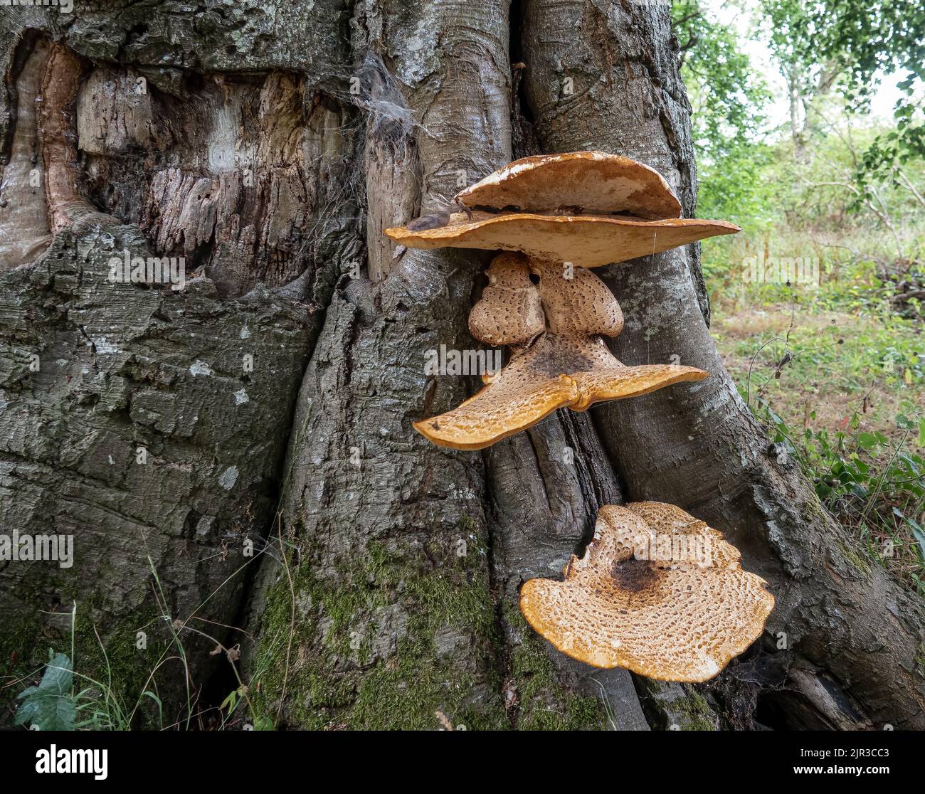 close up of Cerioporus, Polyporus squamosus is a basidiomycete bracket ...