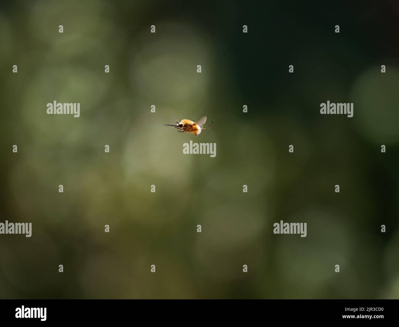 Major pollinator hi-res stock photography and images - Alamy