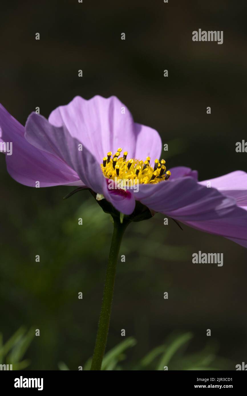 Pink Cosmos Daisy Stock Photo - Alamy