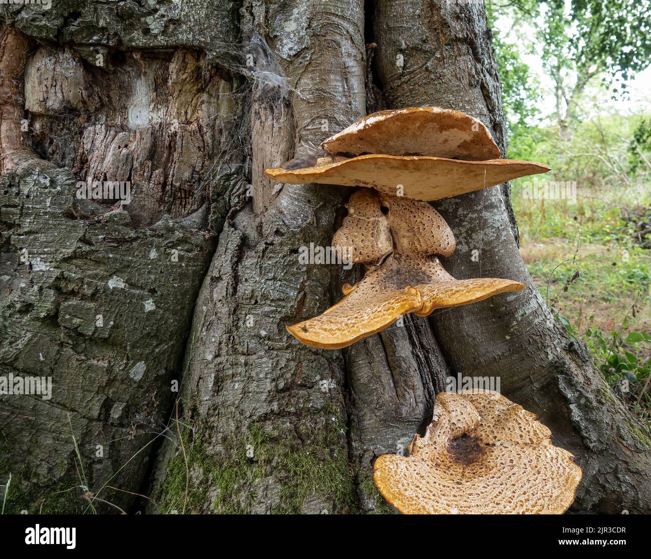 close up of Cerioporus, Polyporus squamosus is a basidiomycete bracket ...