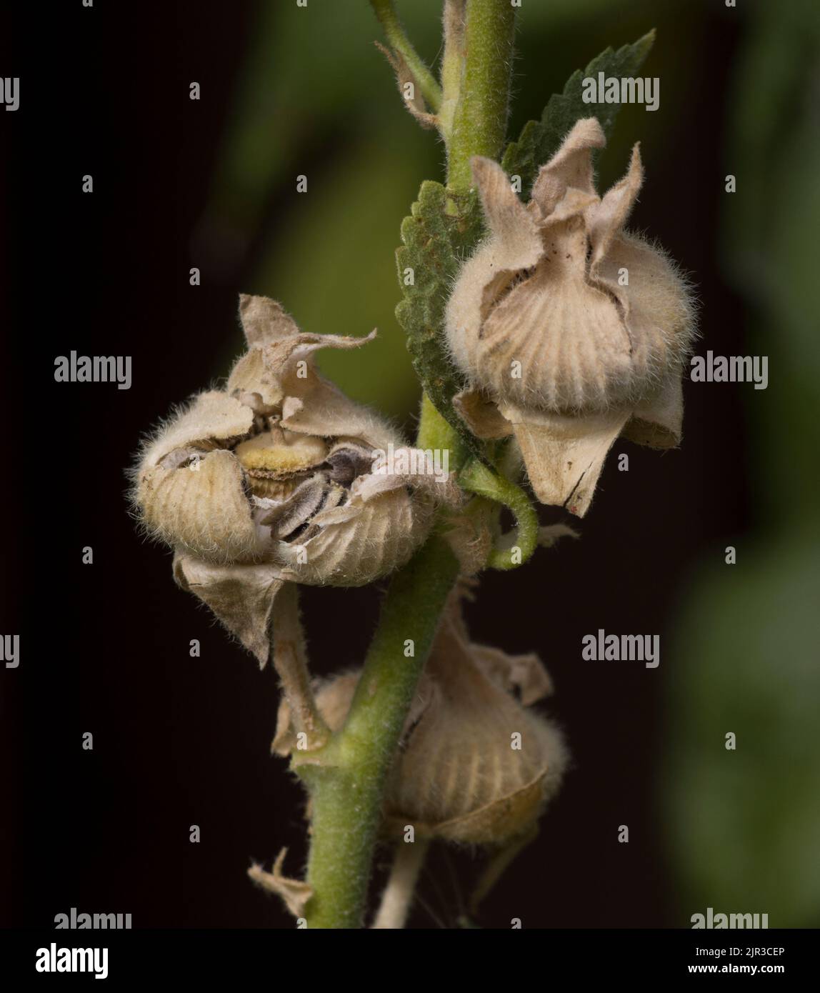 Hollyhock Alcea Seed Pod Stock Photo - Alamy