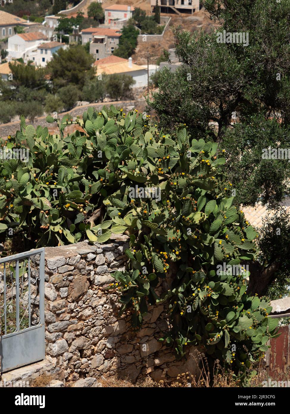 Cacti plant growing over hand-built wall on Greek island Stock Photo ...
