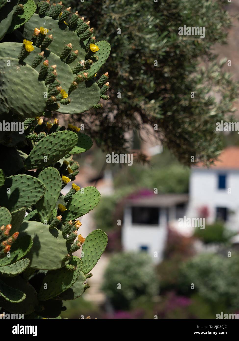 Huge prickly pear cacti plant on the Greek island of Hydra / big cactus ...