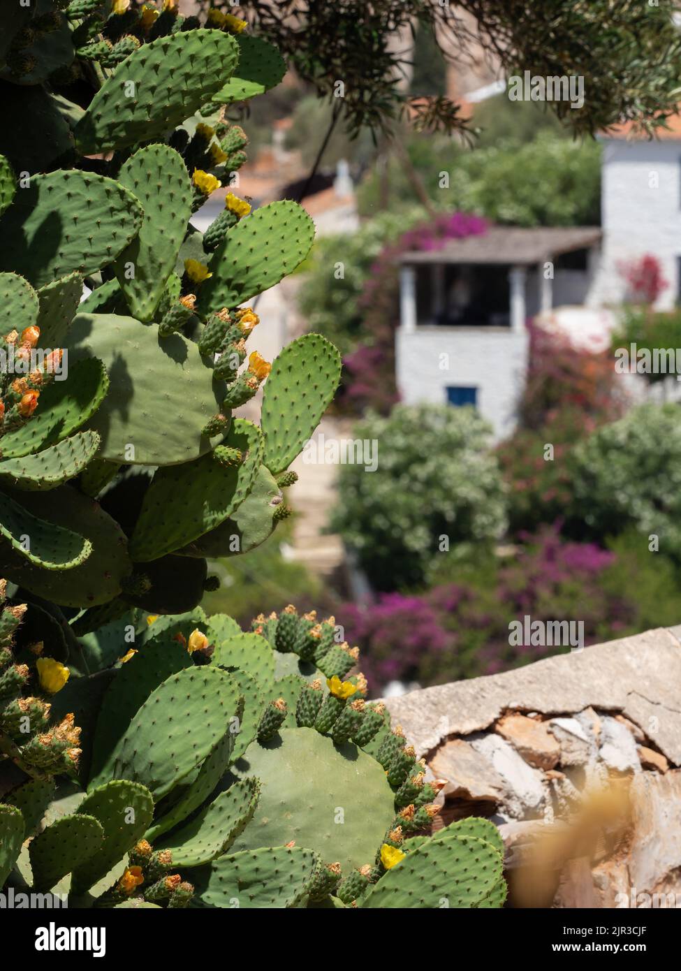 Huge prickly pear cacti plant on the Greek island of Hydra / big cactus ...