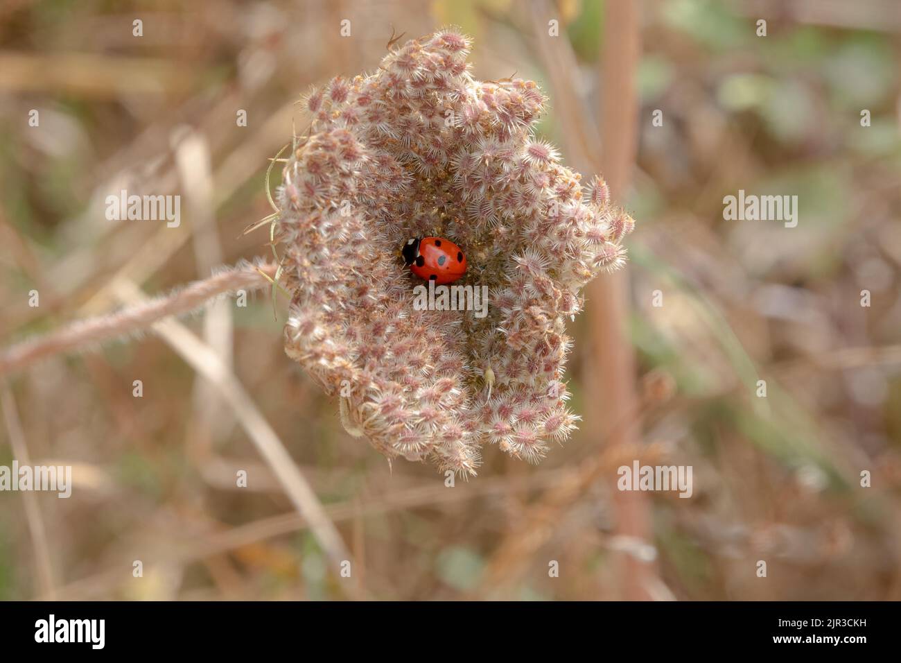 a black and red 7 spot ladybird (Coccinella septempunctata) in the ...