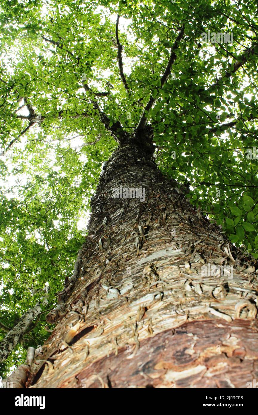 Canopy overhead hi-res stock photography and images - Alamy