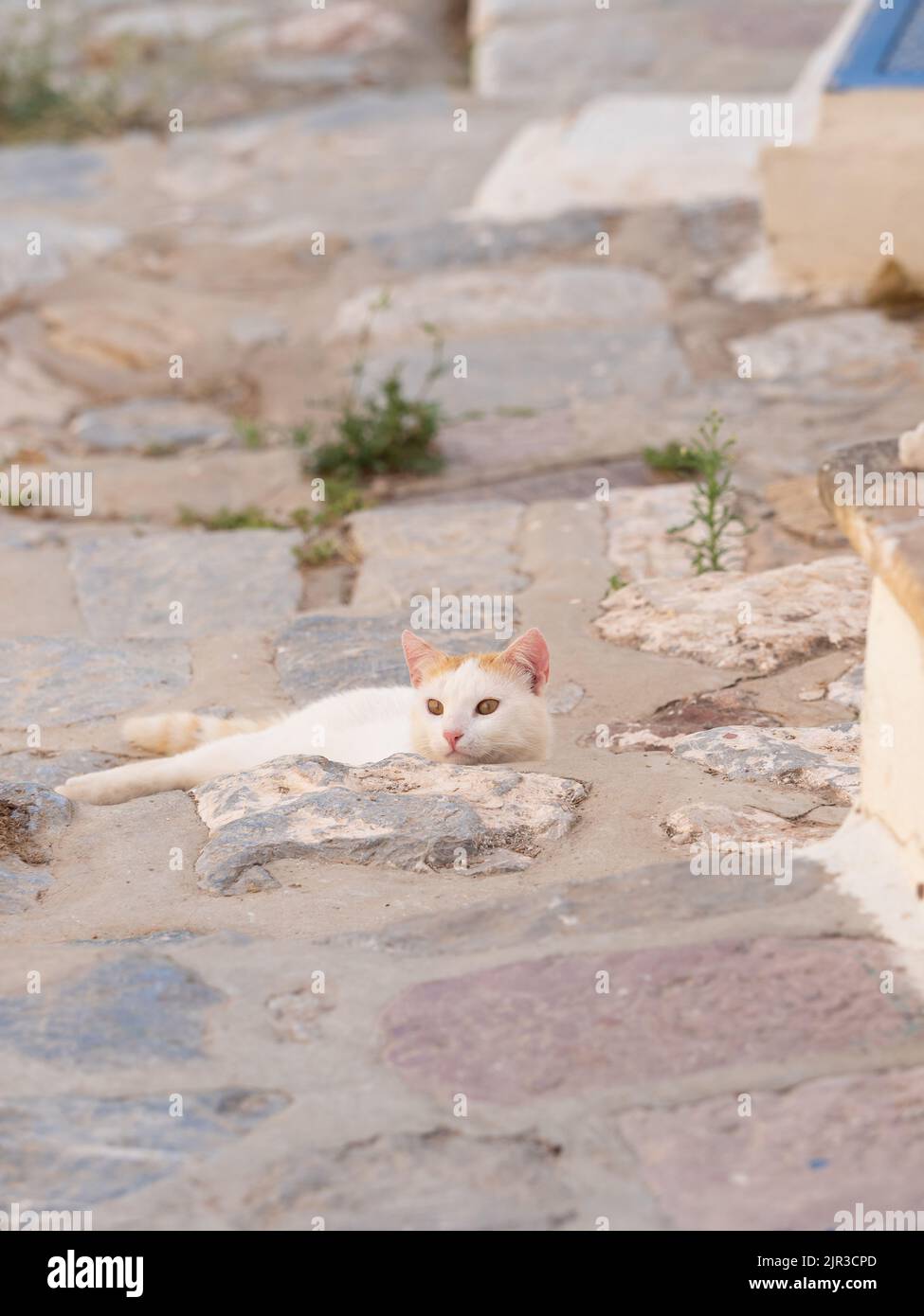 Ginger and white cat on cobbled street in Greek island Stock Photo - Alamy