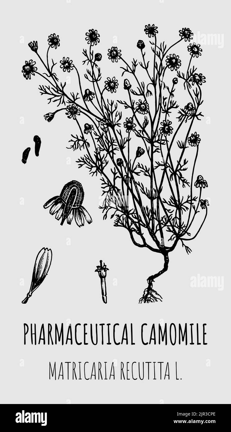 Hand drawn pharmaceutical camomile Matricaria recutita. Vector graphic ...