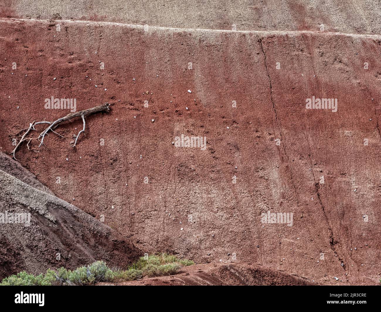 Tree branch fallen on a hillside in the Painted Hills Unit of the John ...