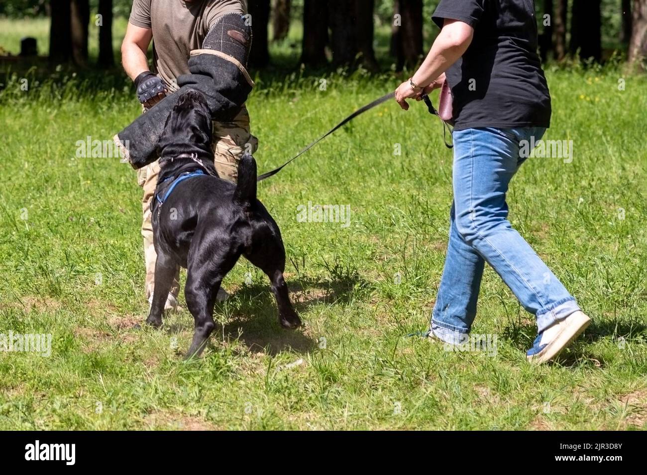 Cane Corso attacking dog handler during aggression training. High ...