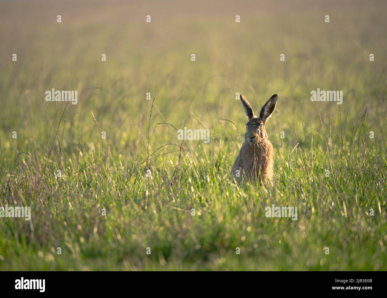 Hare field hi-res stock photography and images - Alamy