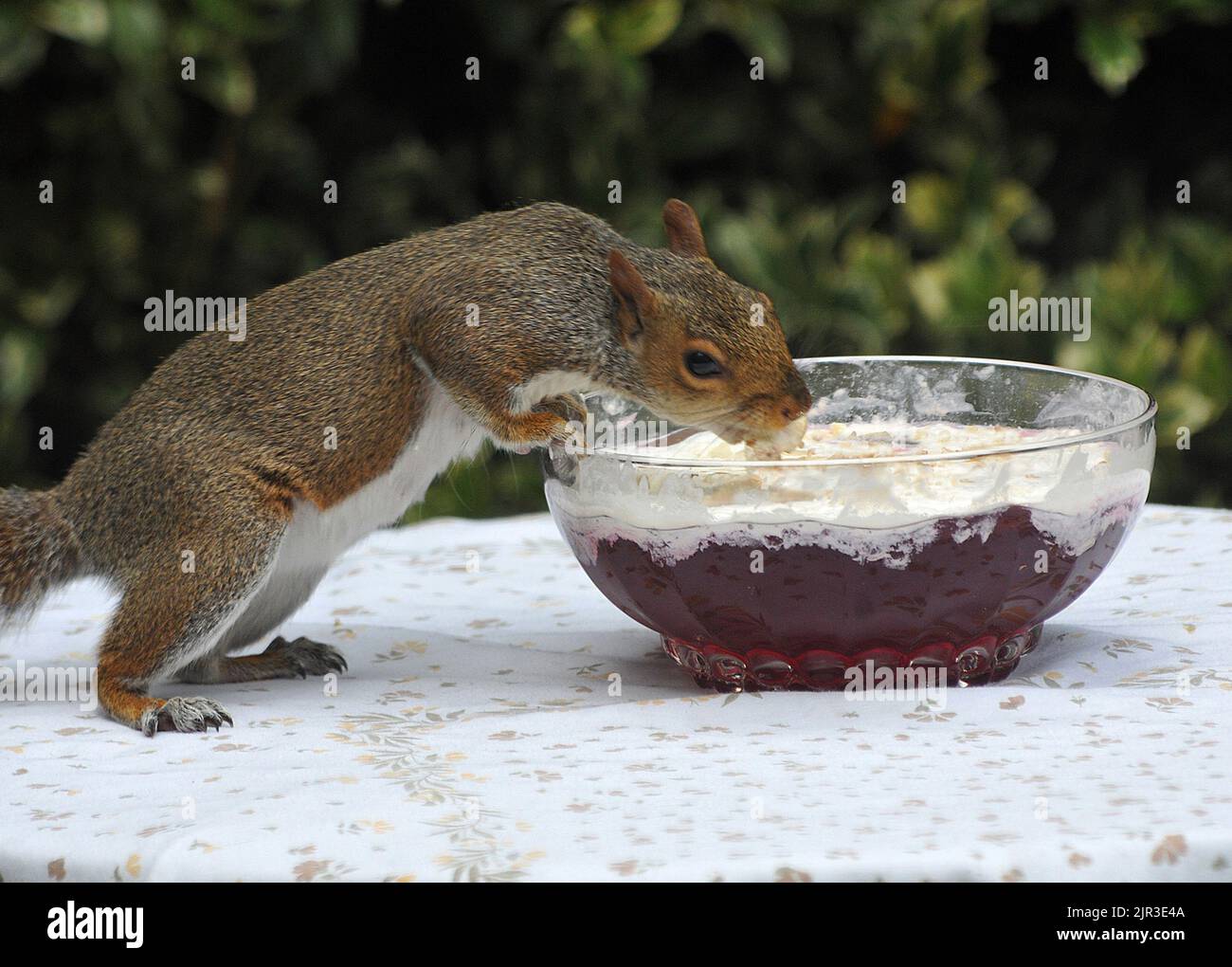 The barbecue was over and the lleft over trifle that Liz Eastman had ...