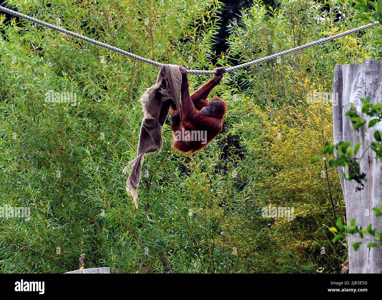 WHAT CLEVER APES. ORANG UTANG'S AT JERSEY ZOO HAVE FOUND AN INGENIOUS ...