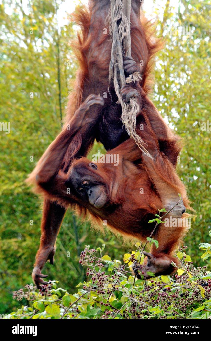 WHAT CLEVER APES. ORANG UTANG'S AT JERSEY ZOO HAVE FOUND AN INGENIOUS ...