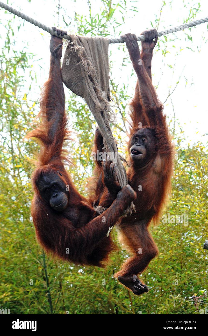 WHAT CLEVER APES. ORANG UTANG'S AT JERSEY ZOO HAVE FOUND AN INGENIOUS ...