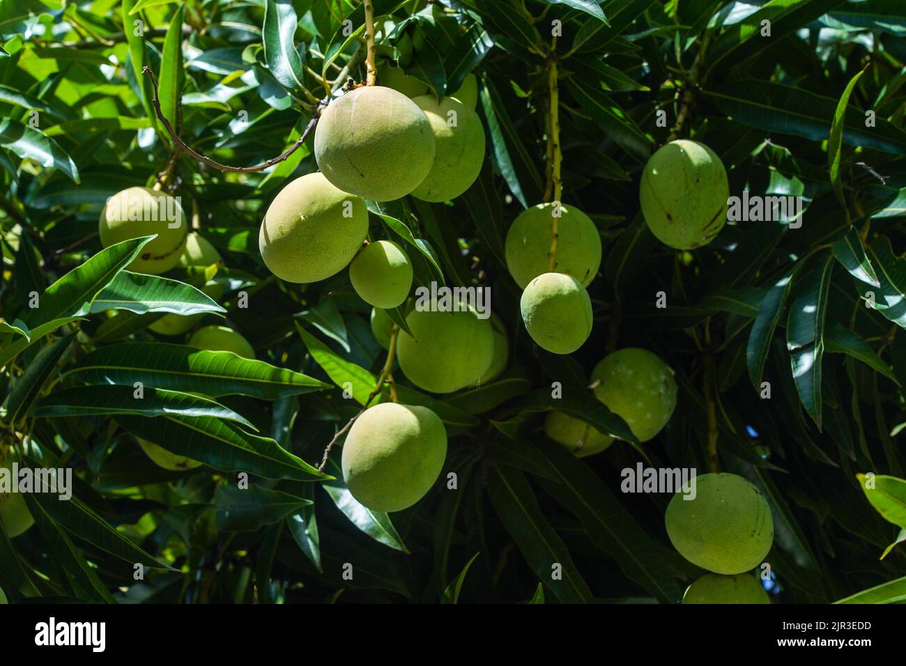 Ripe mango fruit on a mango tree in Dominican Republic Stock Photo - Alamy