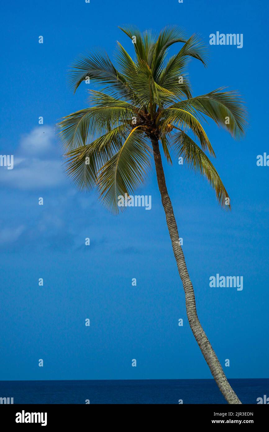 Palm tree at the beach Stock Photo - Alamy