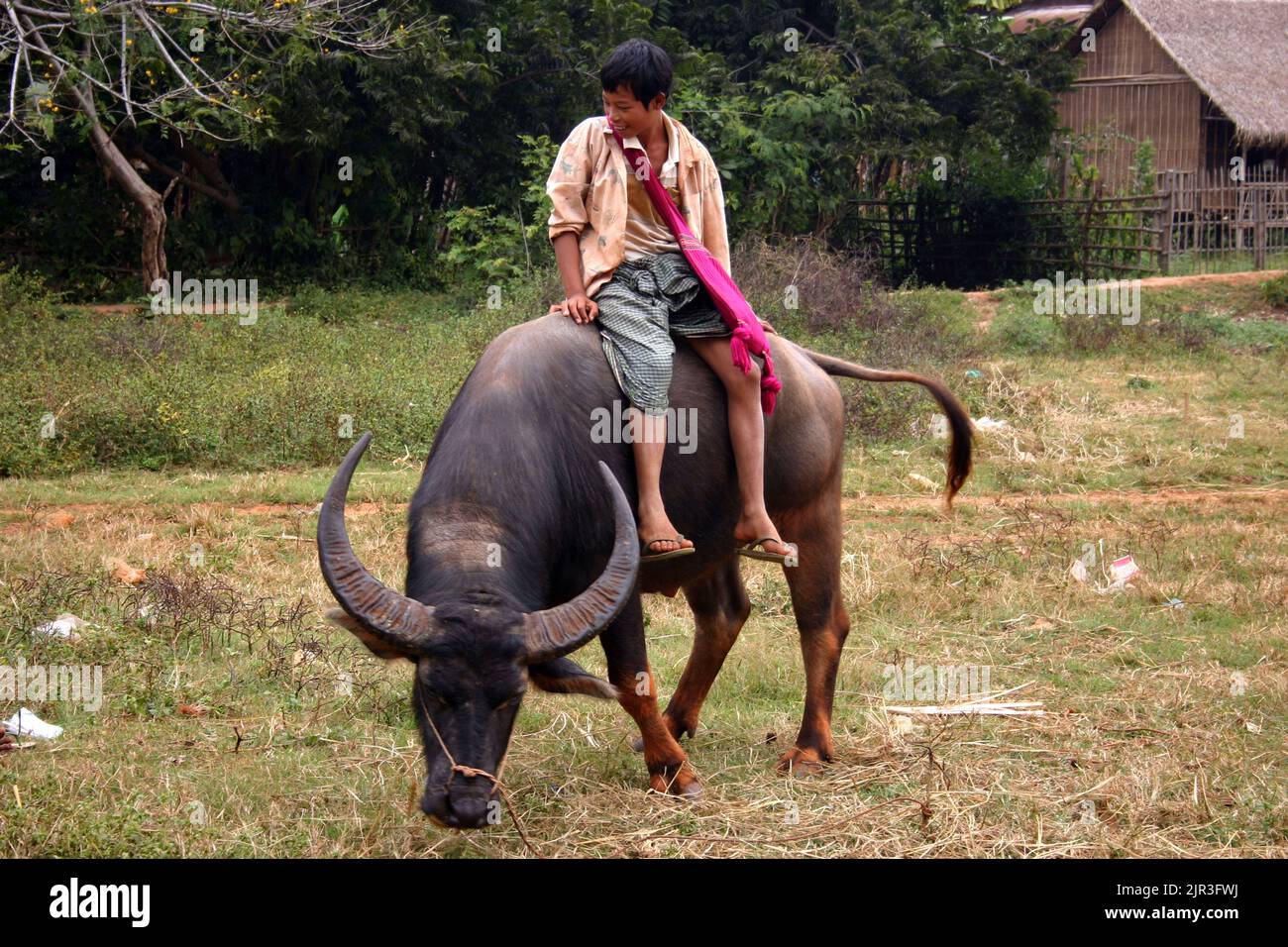 A view of a young boy sitting on a Carabao in a field Stock Photo - Alamy