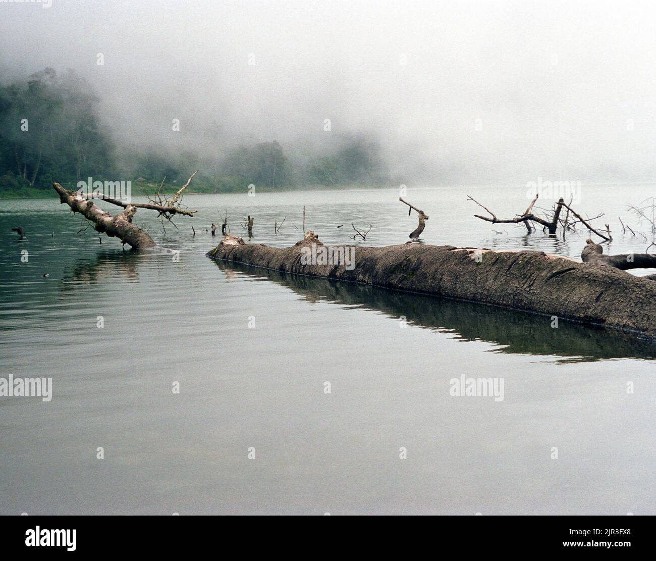 A beautiful view of dead tree in a lake on a foggy day Stock Photo - Alamy