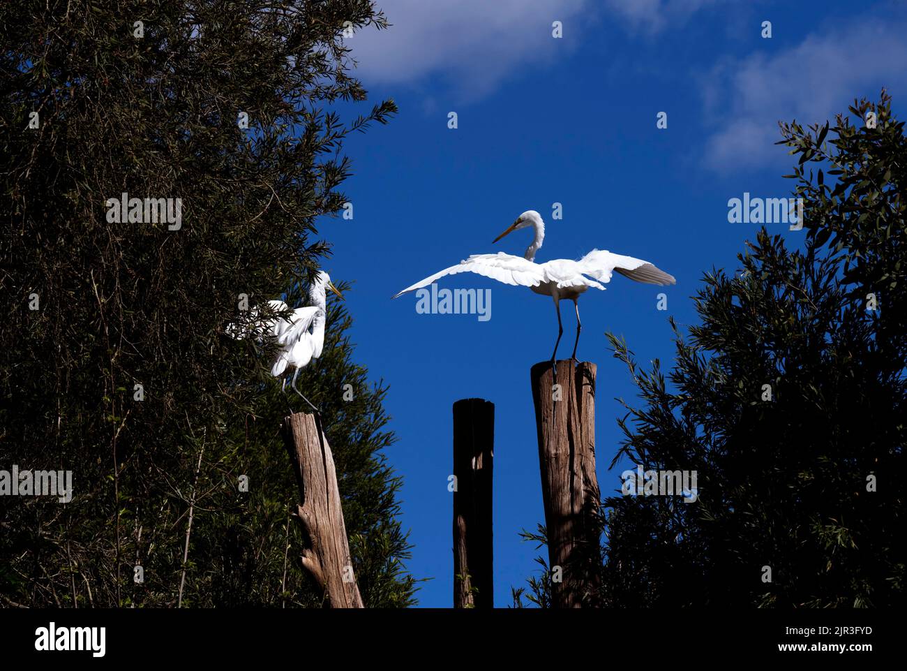 Two Great Egrets (Ardea alba) in Sydney, NSW, Australia (Photo by Tara ...