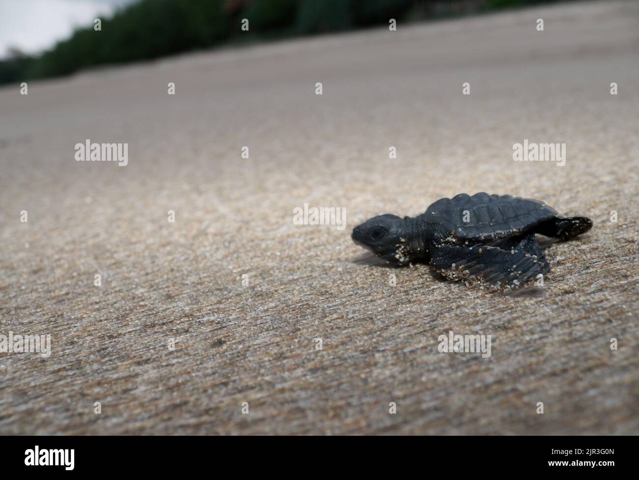 Malang, East Java, Indonesia. 21st Aug, 2022. A baby olive ridley sea ...