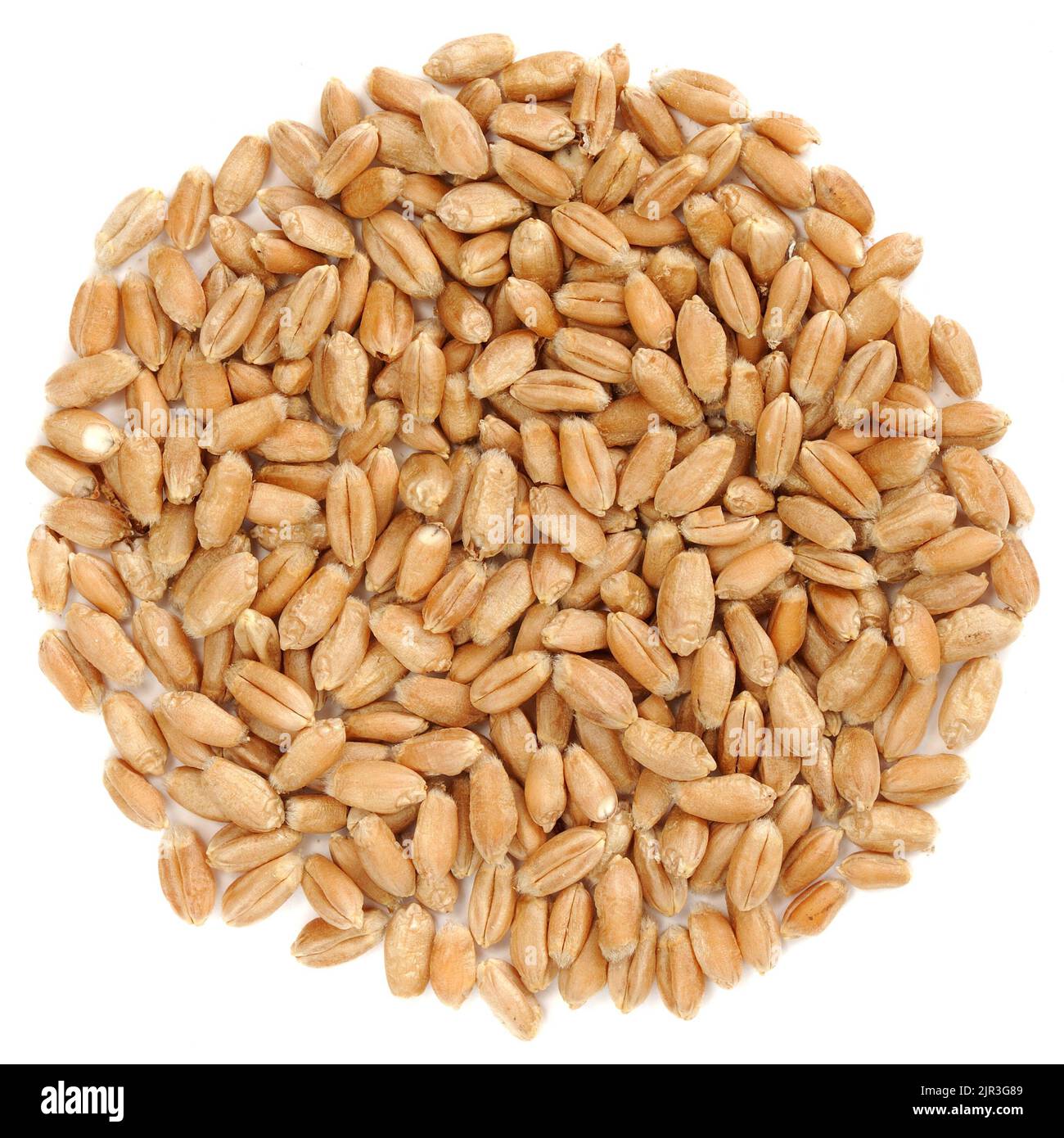 Wild cereal grains Cut Out Stock Images & Pictures - Alamy