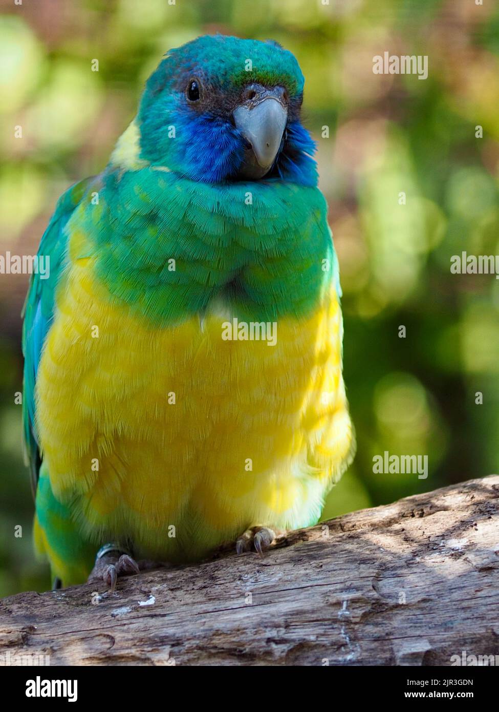 Breeding depends on rainfall hi-res stock photography and images - Alamy