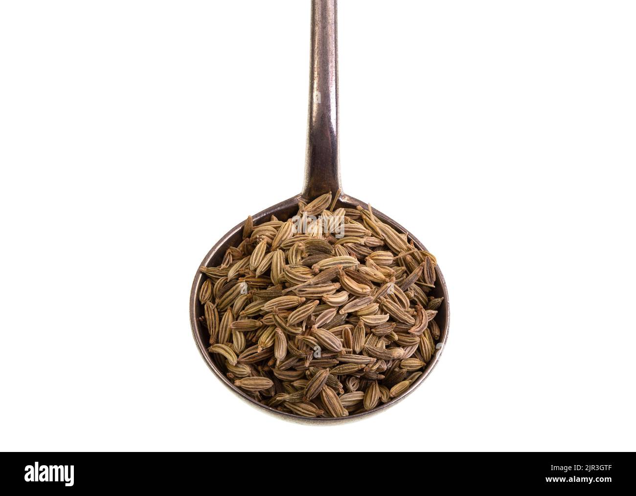 Fennel is a perennial flowering plant, Foeniculum vulgare, in the ...