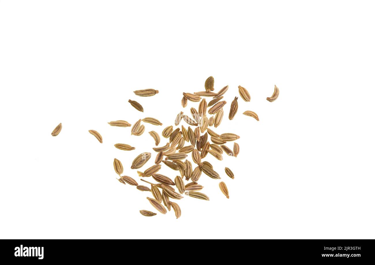 Fennel is a perennial flowering plant, Foeniculum vulgare, in the ...