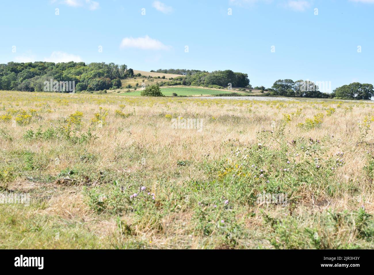 Very dry fields during drought 2022 in English village Glynde on a nice ...
