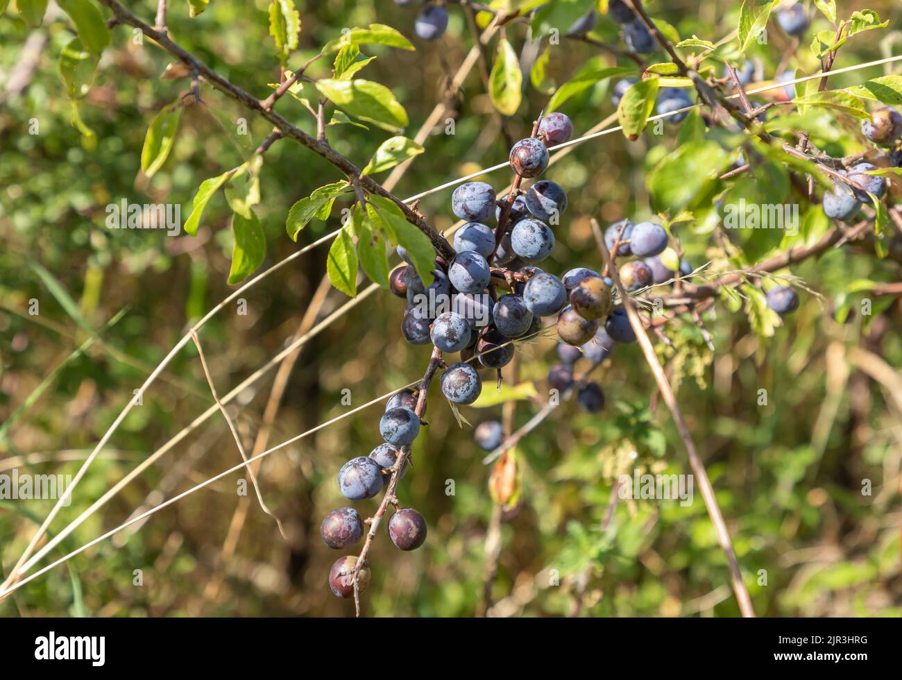 Sloe tree bunch fruit hi-res stock photography and images - Alamy